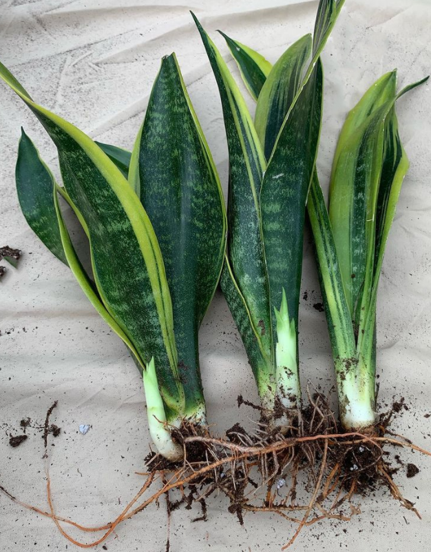 Top 3 Super Easy Common Plants To Grow That Are Real!