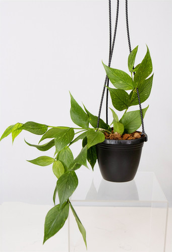 Hoya polyneura ‘Fishtail’ Hanging Basket (Grower's Choice) | Plant The ...