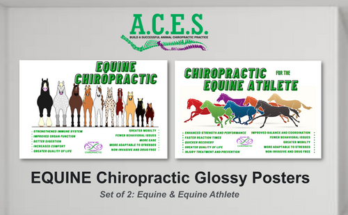 EQUINE Chiropractic Glossy Posters | ACES Chiro School
