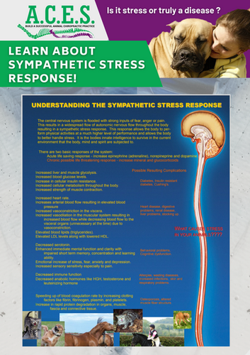Sympathetic Stress Response Poster | ACES Chiro School