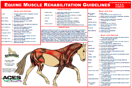 Equine Muscle Rehab Chart | ACES Chiro School