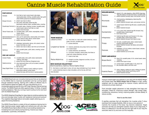 Canine Muscle Rehab Chart | ACES Chiro School
