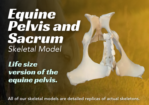 Equine Pelvis and Sacrum | ACES Chiro School