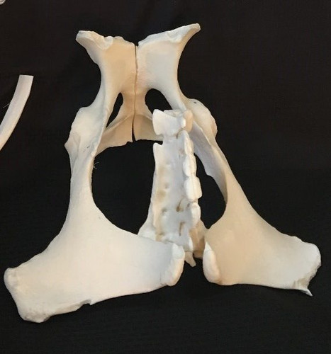 Equine Pelvis and Sacrum | ACES Chiro School