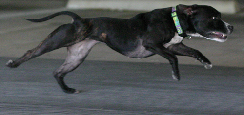 Gait Analysis 101 | ACES Chiro School