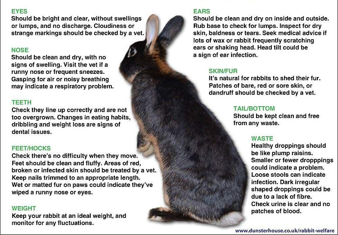 Bunny Health Check | RevBunnagain