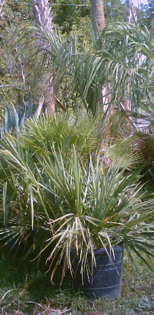 Dwarf Palmetto (Sabal minor) | Orand Nursery