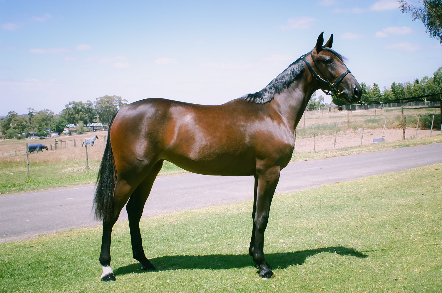 Lot 265 - Yearling Filly - Brown