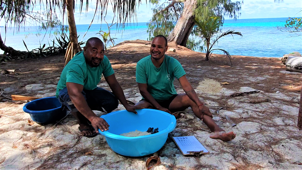 Turtle | Conflict Islands Conservation Initiative Milne Bay Province ...