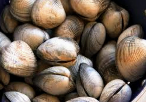 Manila Clams | website