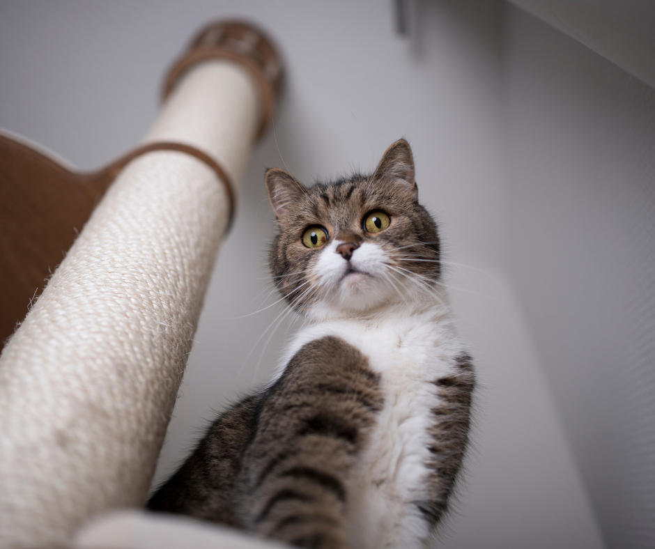 The "Frisky Feline's" Guide to Choosing a Cat Tree