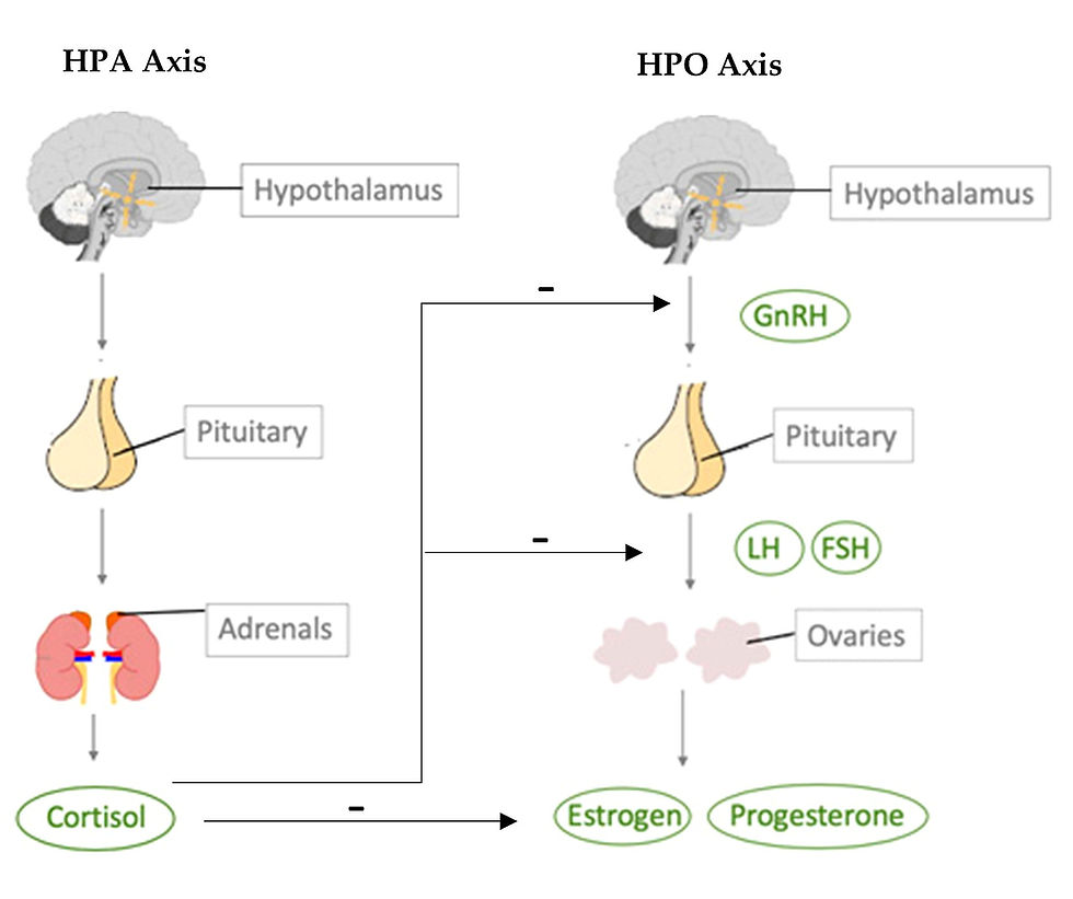 What Is Hypothalamic Amenorrhea Ha The Science Behind