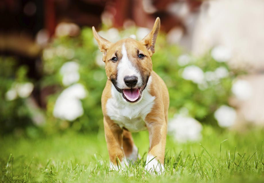 Guia de Raças - Bull Terrier