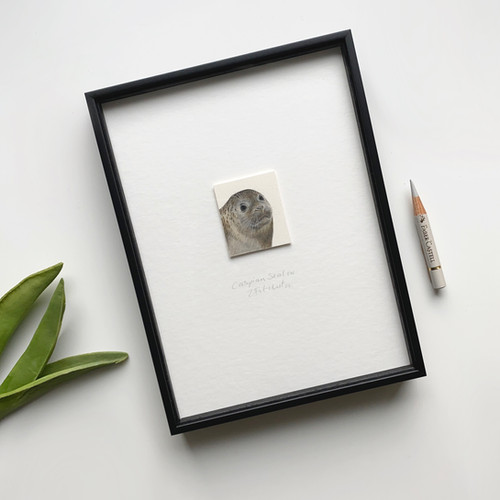 Caspian Seal | Zoe Fitchet Art