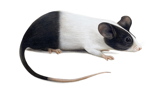 The National Mouse Club | Zoe Fitchet Art