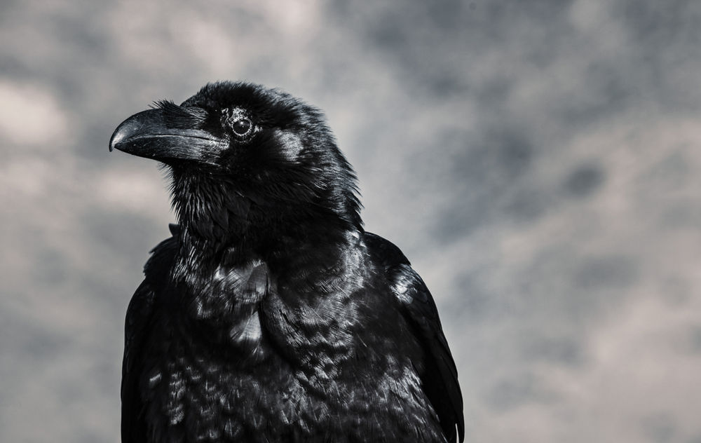Corvids as Symbols of Misfortune