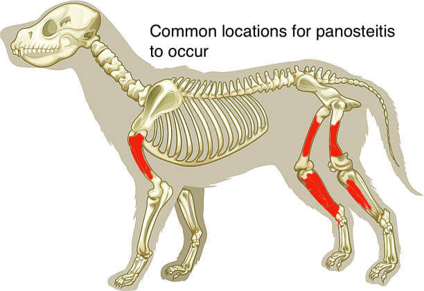 Panosteitis | Cane Corso Meetup