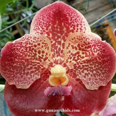 Buy Vanda Chantra BS Orchid Online | Orchid Plants for Sale | Guna Orchids
