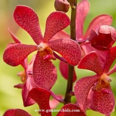 Buy Mokara Ruby Red BS Orchid Online | Orchid Plants for Sale | Guna ...