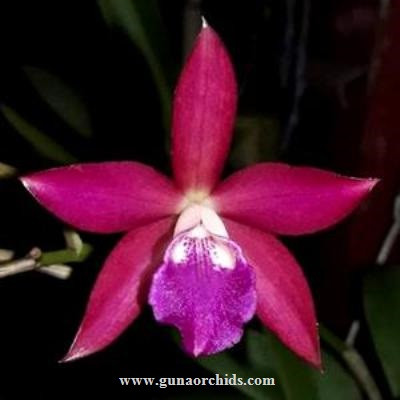 Buy Cattleya Fire Red SS Orchid Online | Orchid Plants for Sale | Guna ...