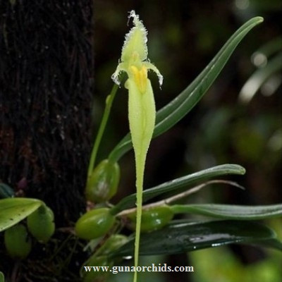 Buy Bulbophyllum Fascinator var. Alba Orchid Online | Guna Orchids