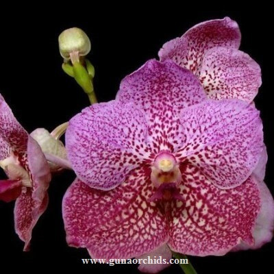 Buy Vanda Lumpini Red x Dr.Anek BS Orchid Online | Orchid Plants for ...