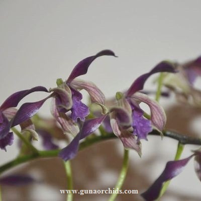 Buy Dendrobium Antelope Spin Blue x Wendy Lim Shaung BS Orchid Online ...