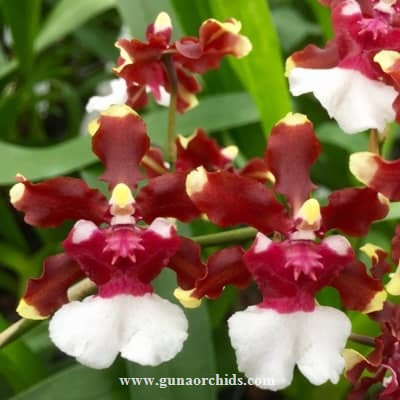 Buy Oncidium Aka Baby 'Raspberry Chocolate' BS Orchid Online | Orchid ...