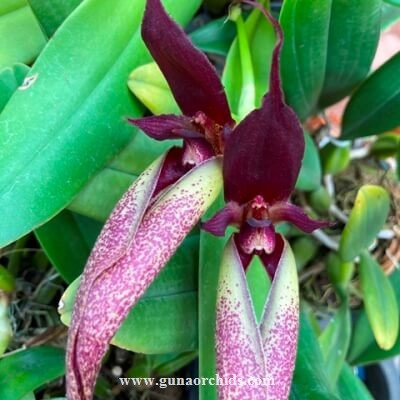 Buy Bulbophyllum Fascinator x Fletcherianum Orchid Online | Guna Orchids