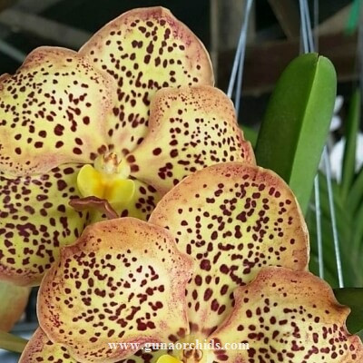 Buy Vanda Gordon Dillon x Varut Leopard BS Orchid Online | Orchid ...