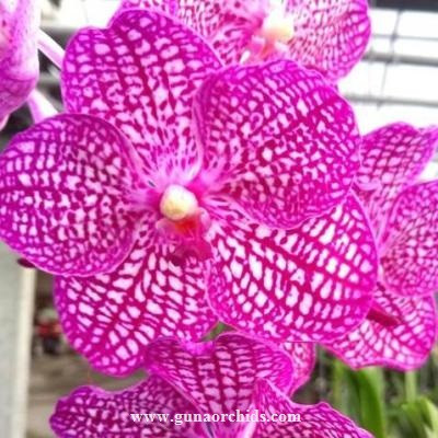 Buy Vanda Manuvadee x Kimigayo BS Orchid Online | Orchid Plants for ...