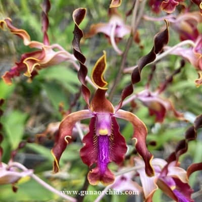 Buy Dendrobium Antilope Fire Horn x Black Lasianthera BS Orchid Online ...