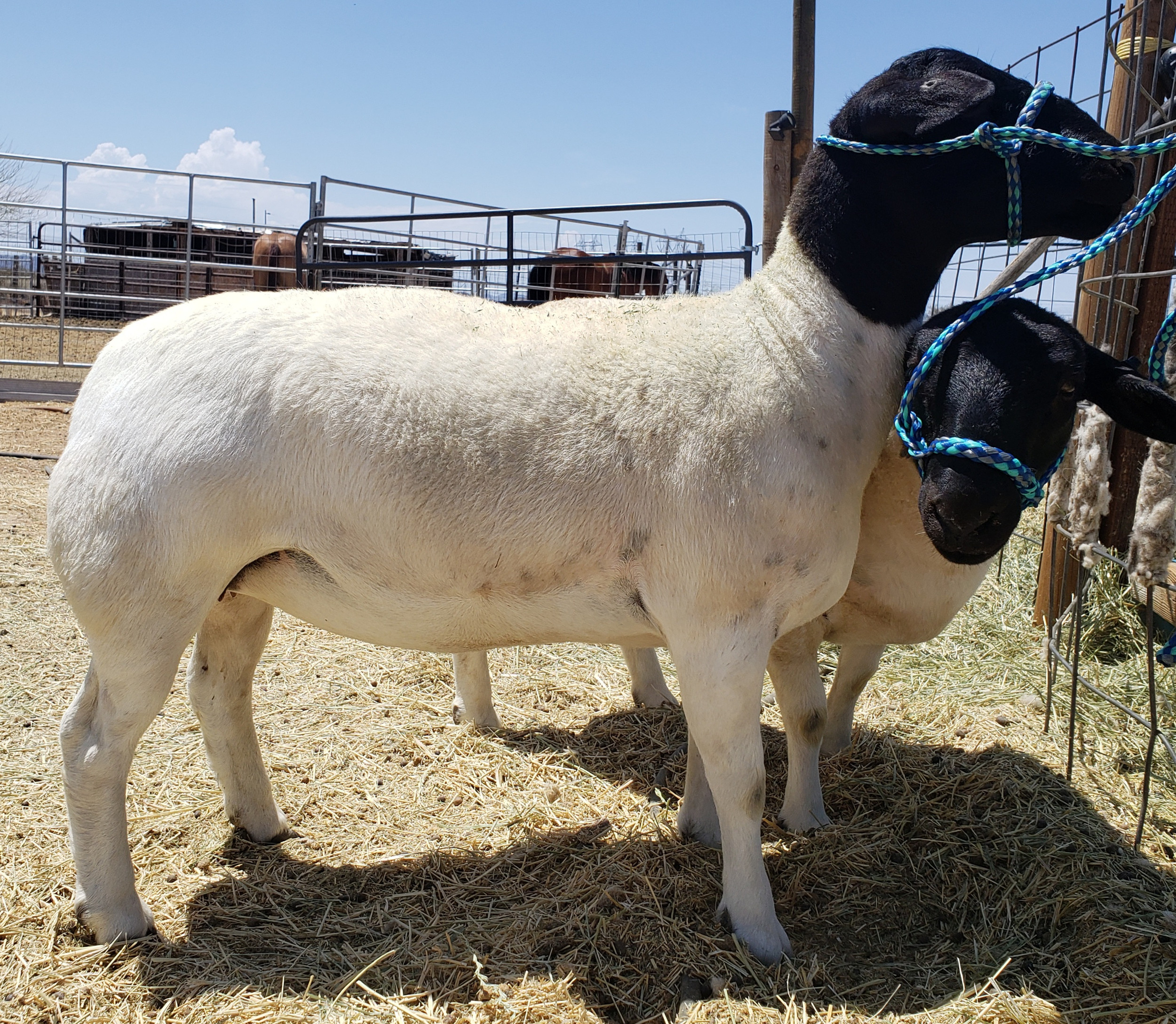 About Dorper Sheep | Trinity M Farms