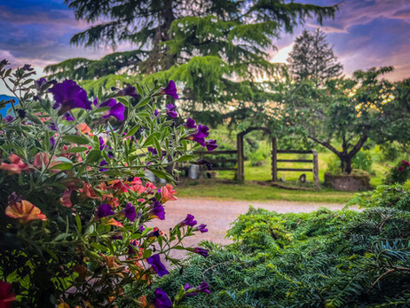 GALLERY | Cedar Springs