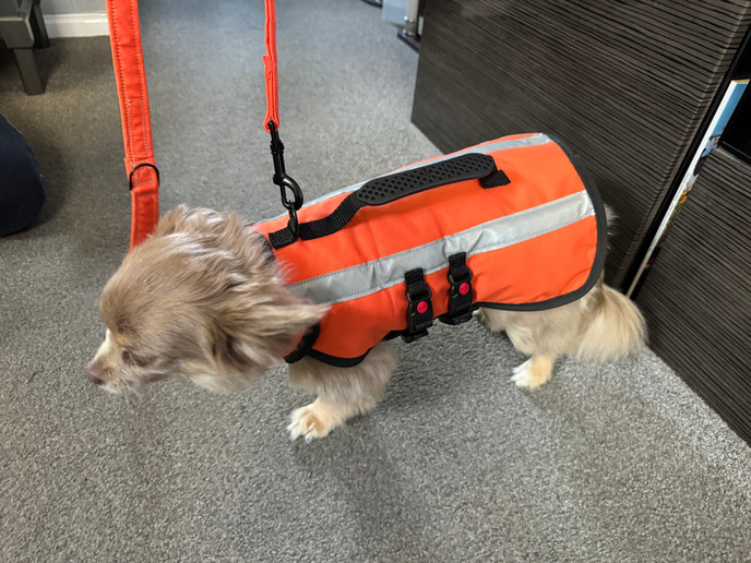 Doggy Armour | Bite-resistant dog coats