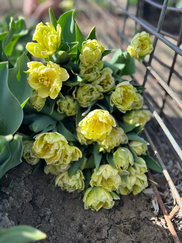 Spring Flower Subscription 2025 C L Acres