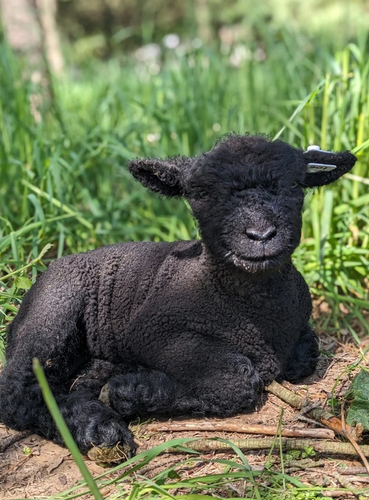 Old English (Babydoll) Sheep | Doyle's Farm