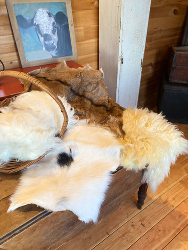 Sheep, Goat and Cow Hides | Doyle's Farm