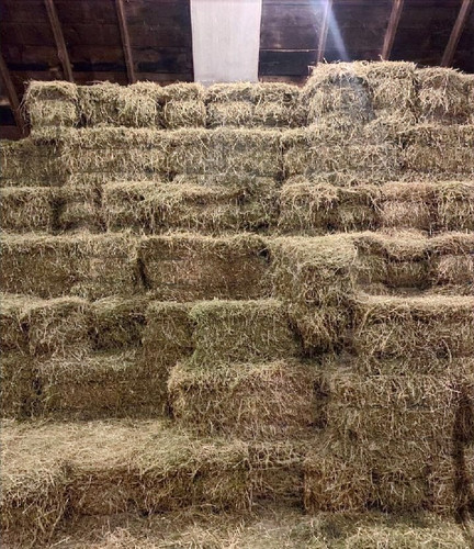 2nd String Alfalfa | Doyle's Farm