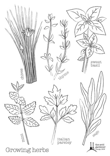 Herb Colouring Sheet | Theavidgardener