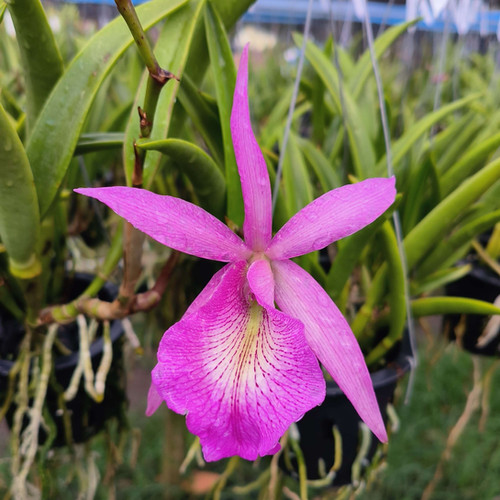 Bc. Pinky Snookie | website