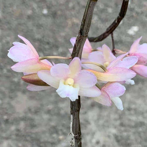 Dendrobium cumulatum | website