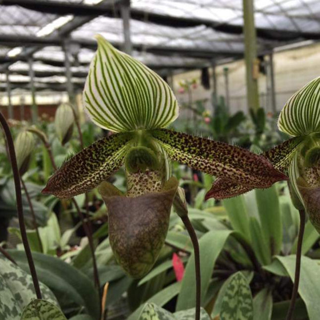 Paphiopedilum wardii | website