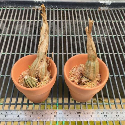 Calanthe rosea | website