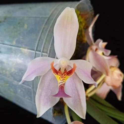 Paraphalaenopsis laycockii | website