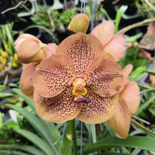 Vanda His Majesty King Charles III | website