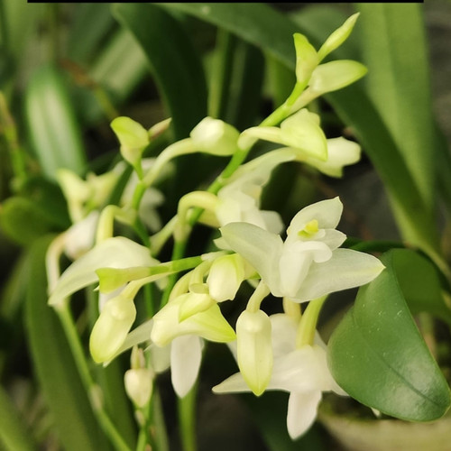 Bulbophyllum infundibuliforme alba | website