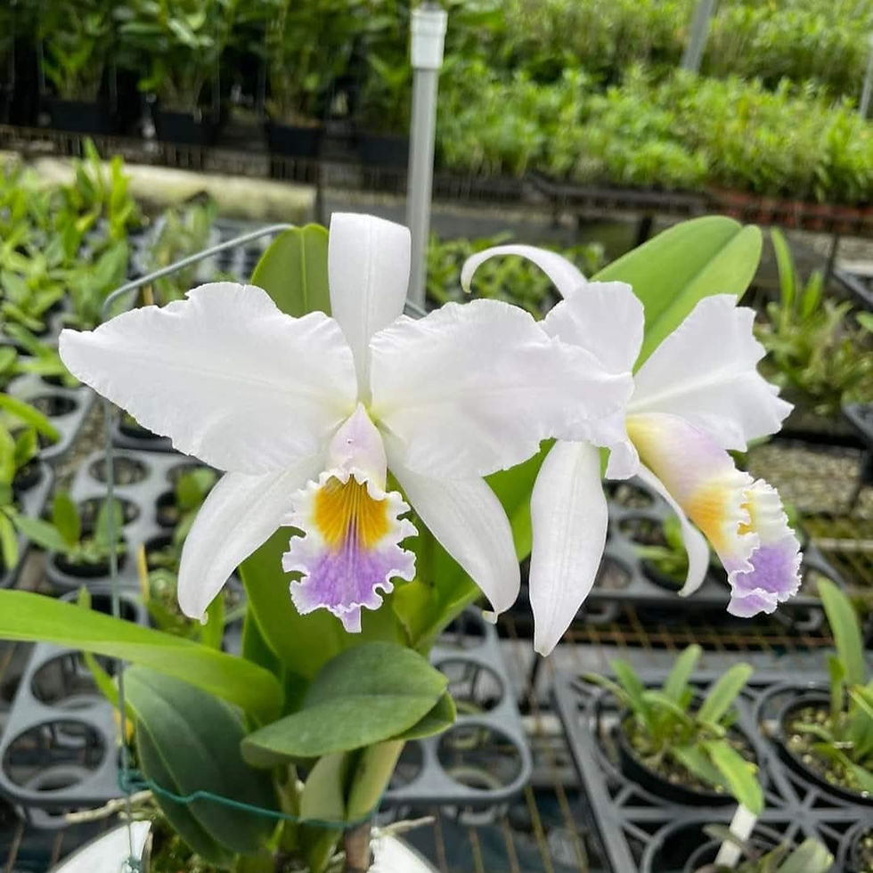 Cattleya gaskelliana coerulea 'Blue Ocean' (OG) | website