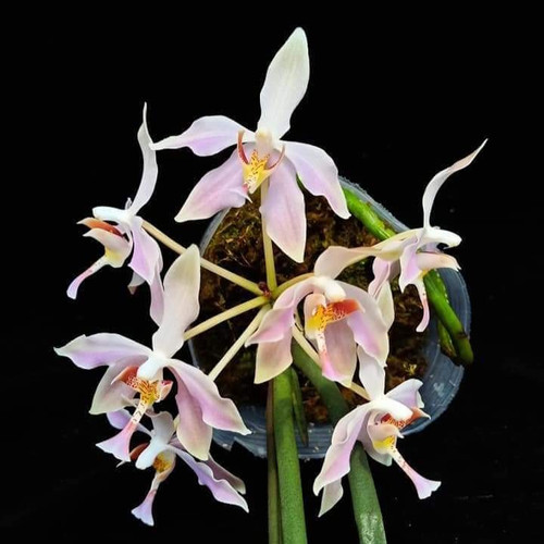 Paraphalaenopsis laycockii | website