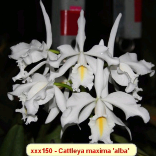 Cattleya maxima alba | website